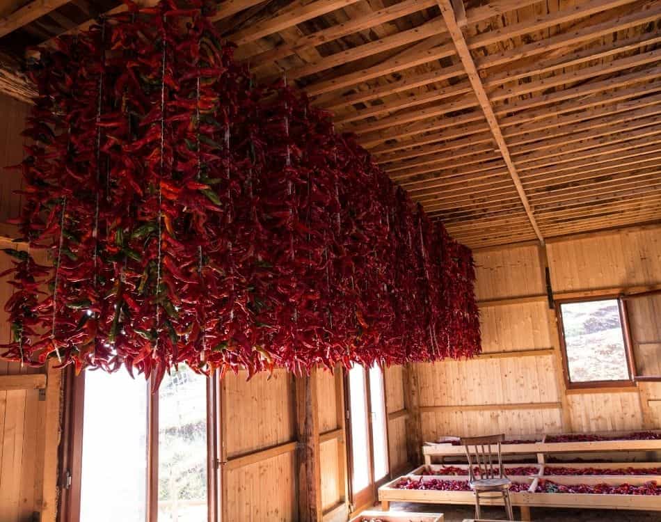drying padron peppers