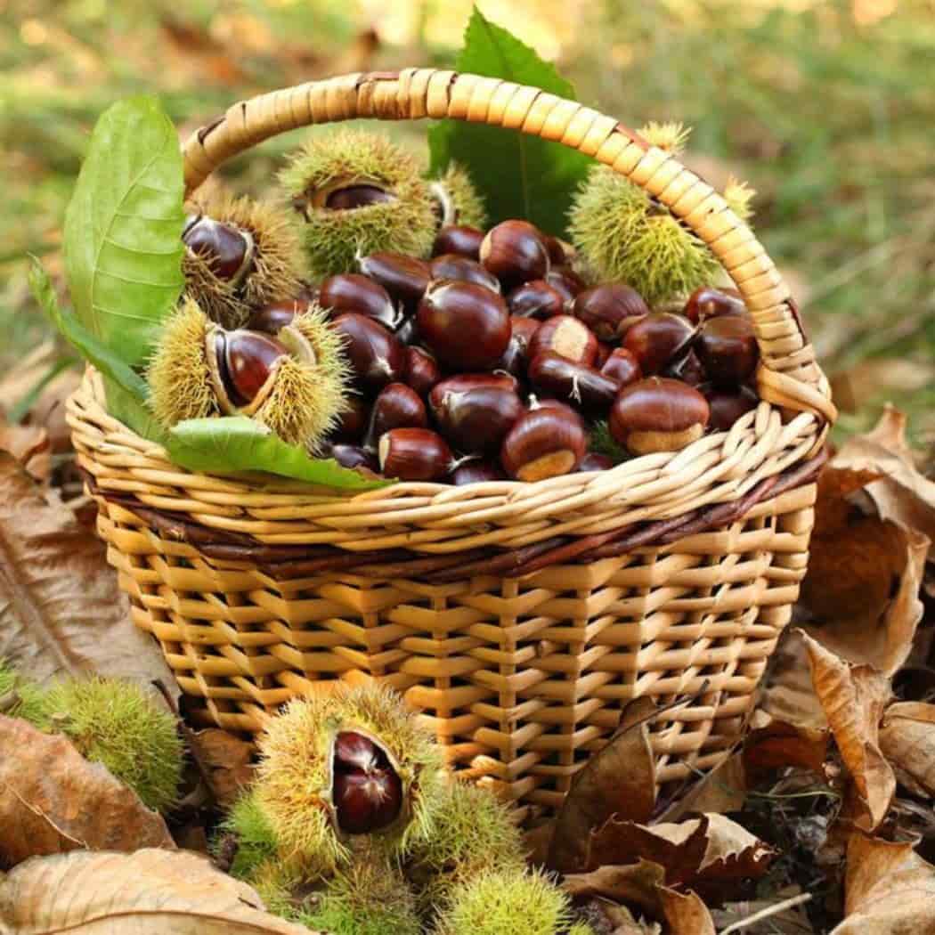 Castagne: periodo di raccolta, valori nutrizionali, proprietà e consig ...