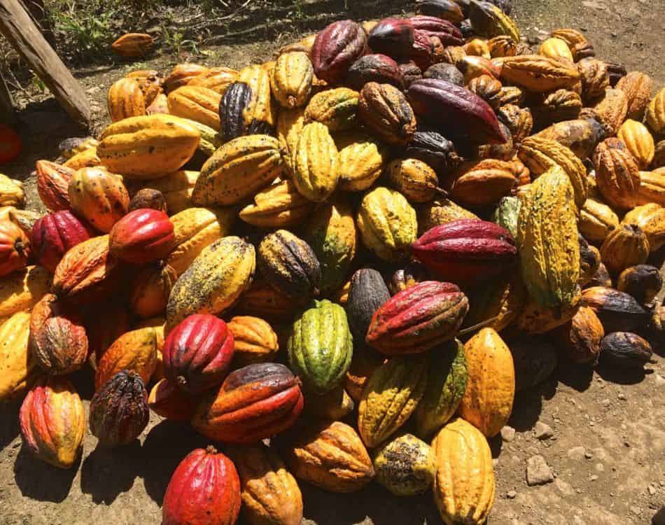 Le differenze tra le varietà di cacao: Criollo, Forastero e Trinitario ...